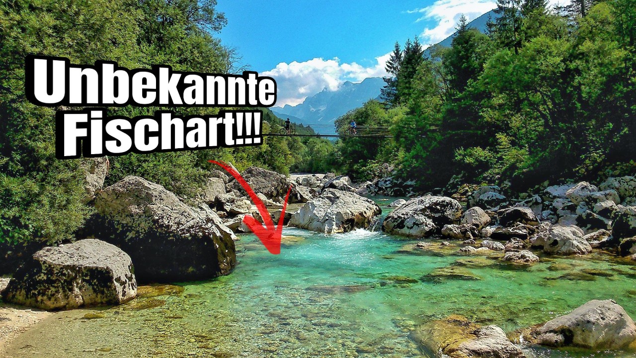 Angeln auf Marmorata Forellen an der Soca!!! - YouTube
