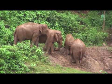 Elephant helps baby climb up from riverbank - ElephantNews - YouTube