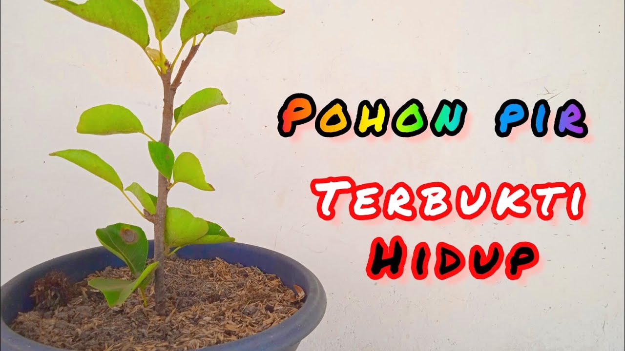 CARA MENANAM POHON BUAH PIR DI POT - YouTube