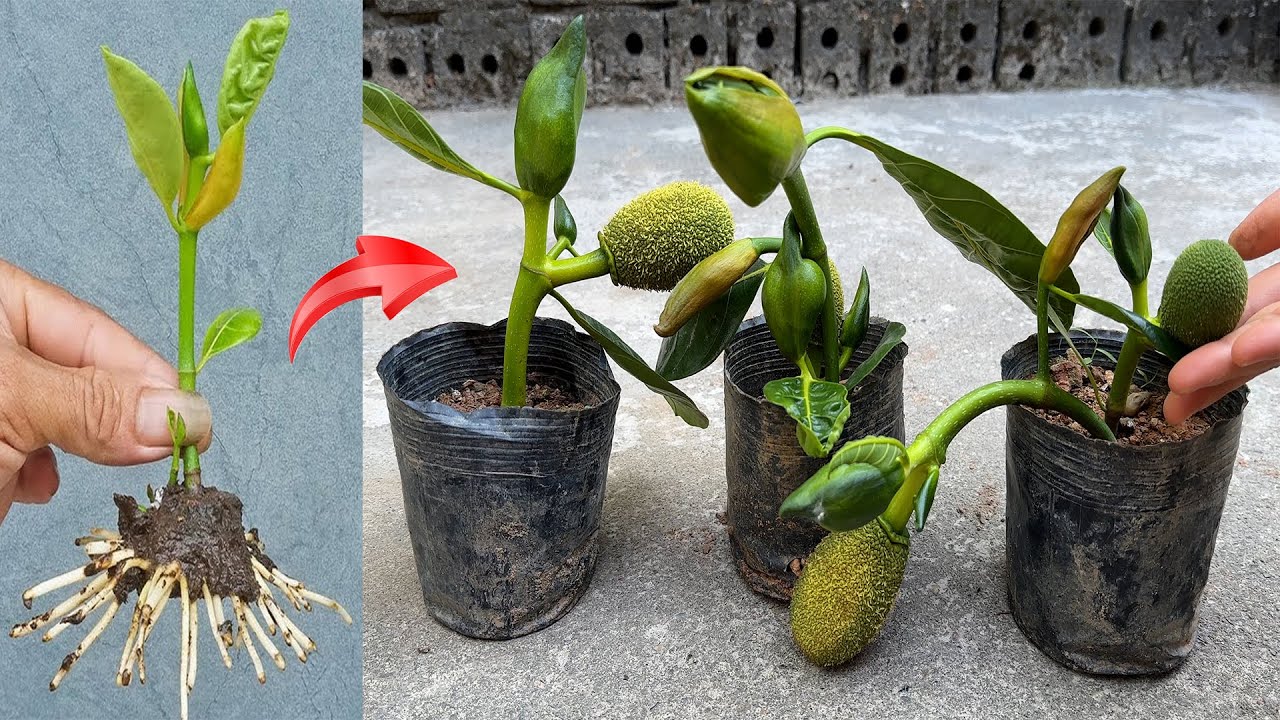 UNIQUE TECHNIQUE using rice water to propagate jackfruit trees to ...