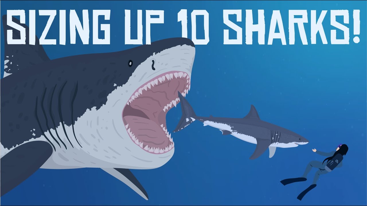 Sizing Up 10 Sharks! | Animated Shark Size Comparison - YouTube