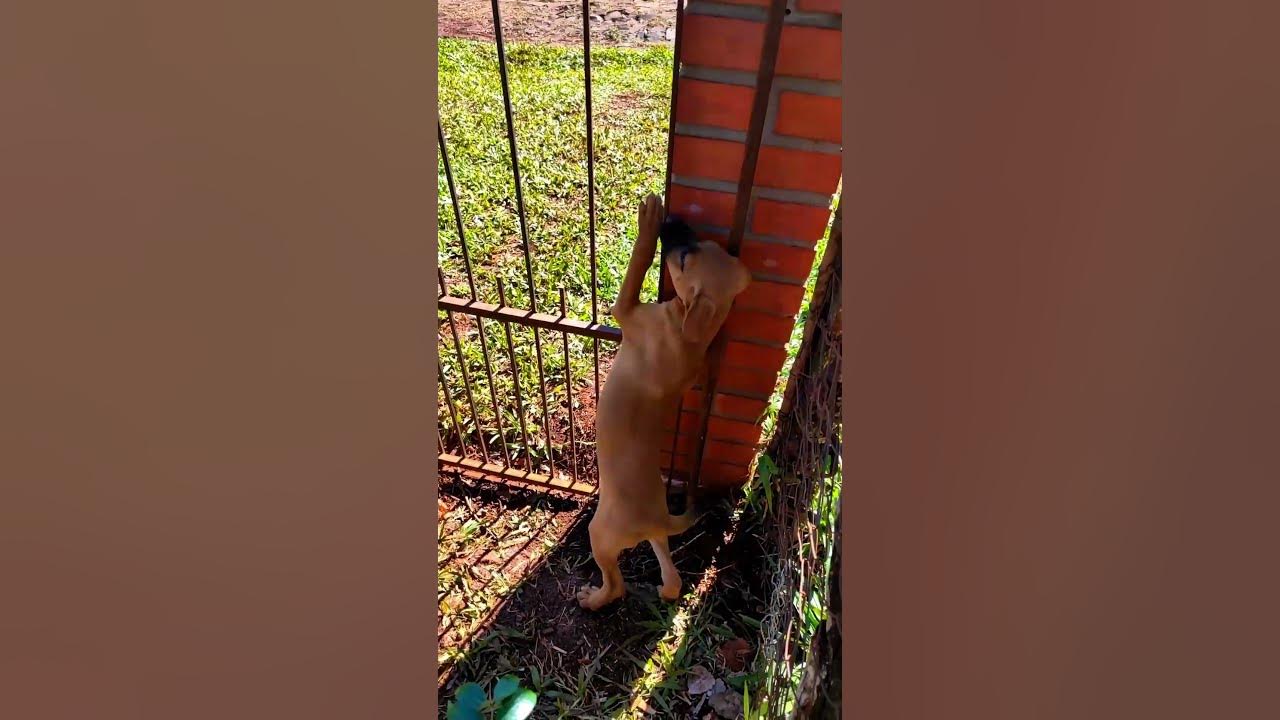 Dog Puppy wails and breaks out - YouTube