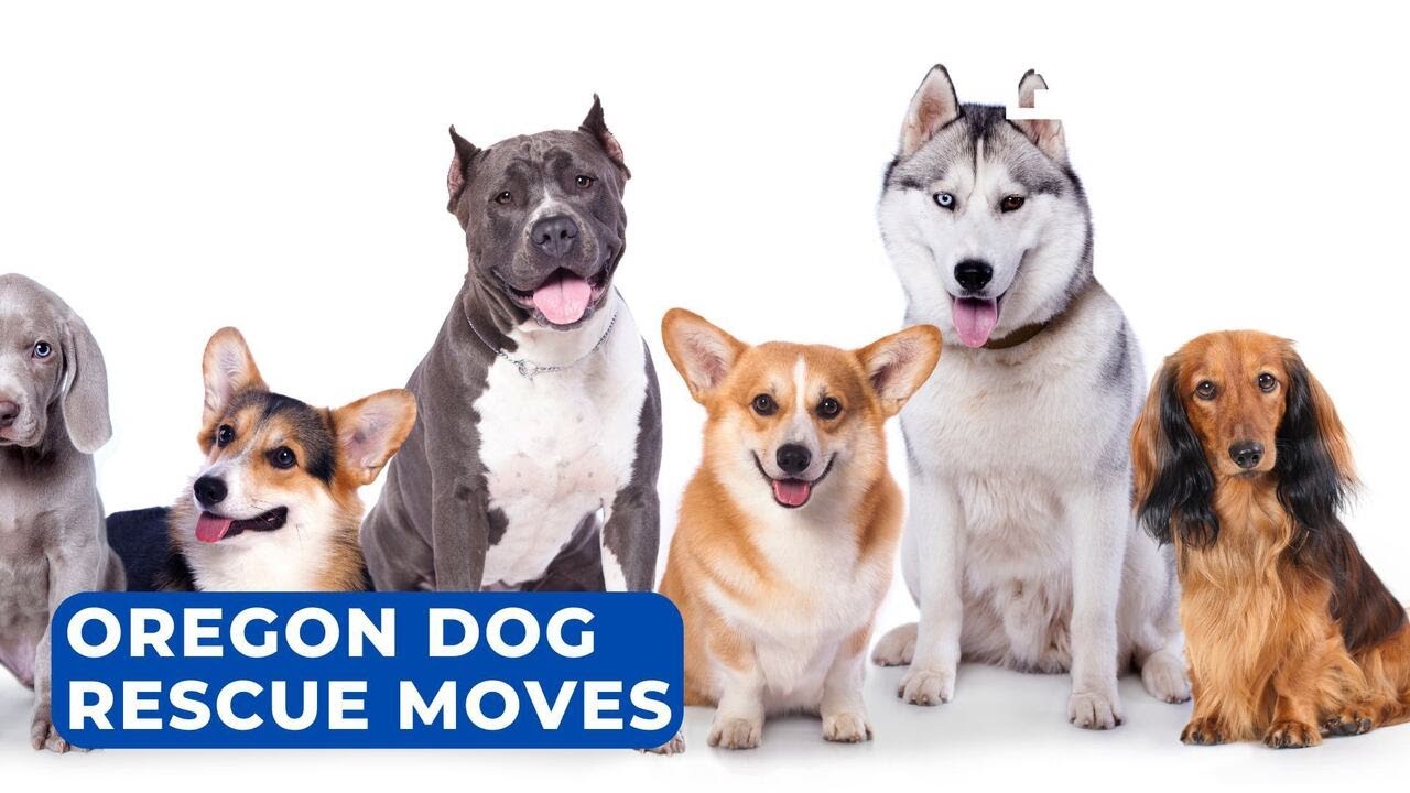 Oregon Dog Rescue moving to new facility - YouTube