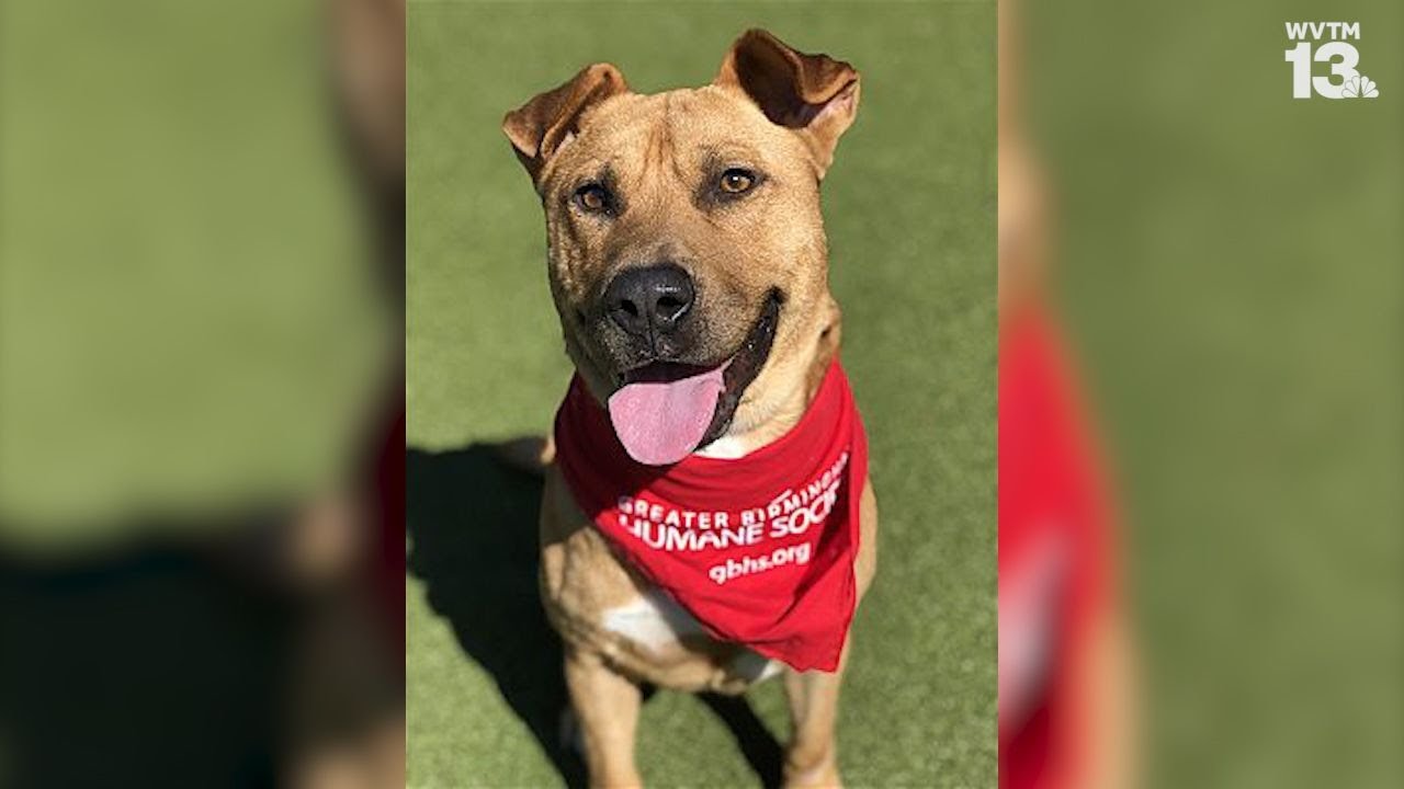 Adoptable pets at the Greater Birmingham Humane Society - YouTube