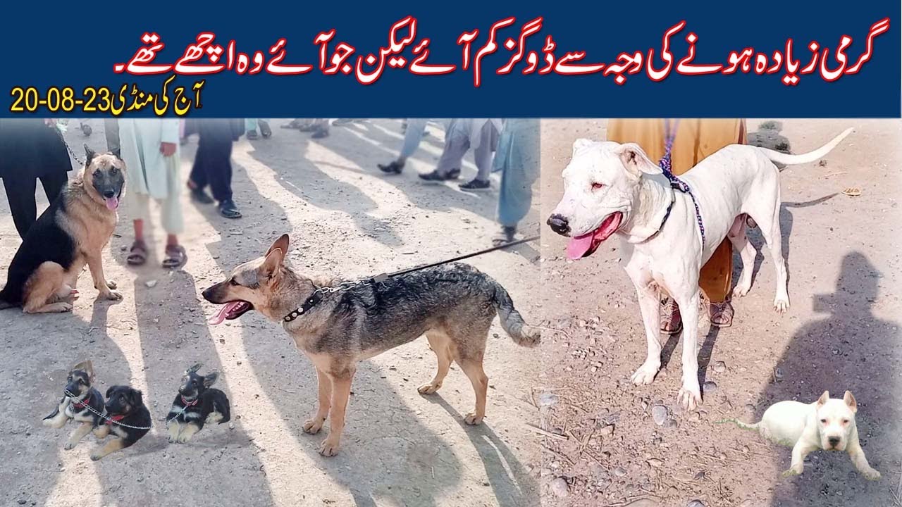 german shepherd dog with puppy | kohat dog mandi | hazro mandi 2023 ...