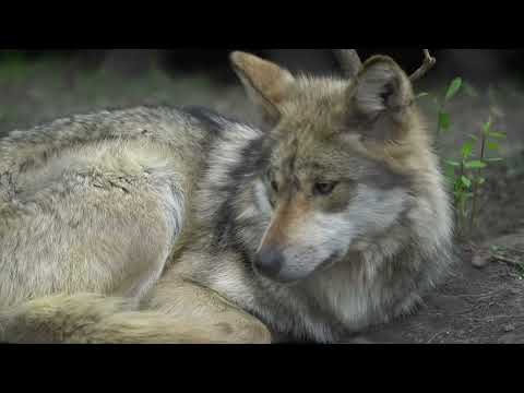 Mexican Gray Wolf | Lobo Week 2026