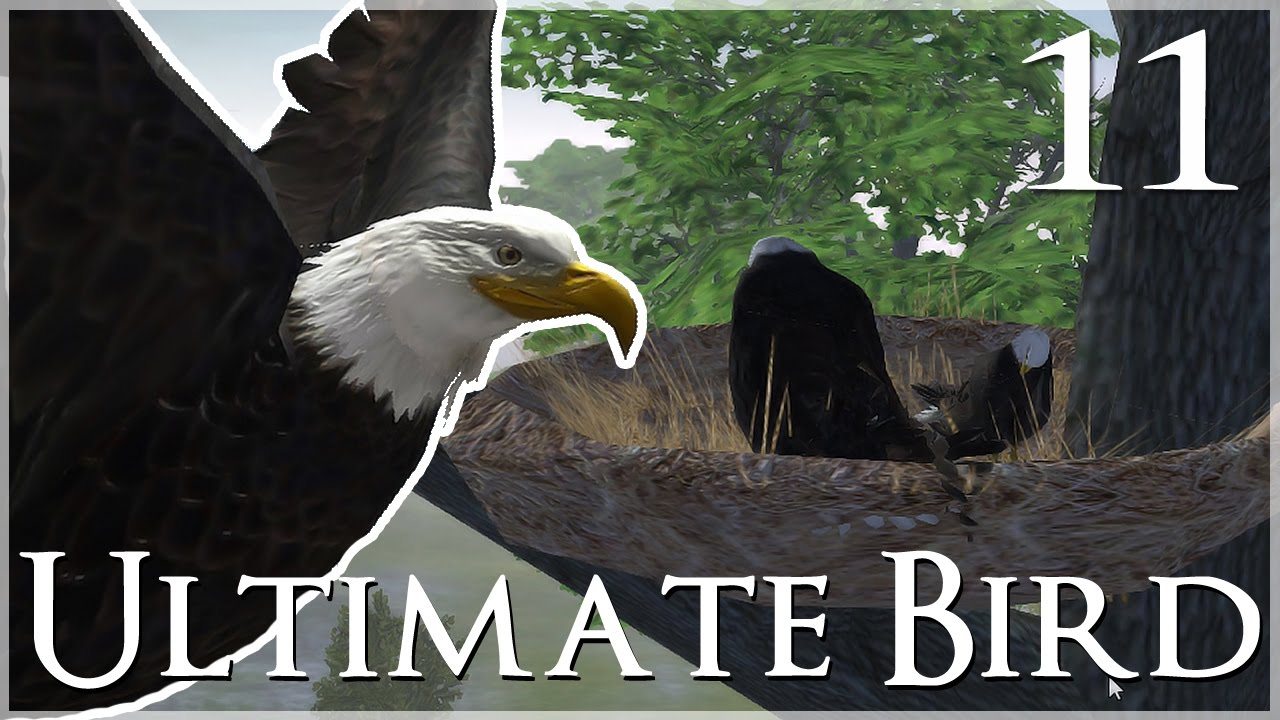 The Skytree Eagle Flock Grows!! 🐦 Ultimate Bird Simulator - Episode #11 ...