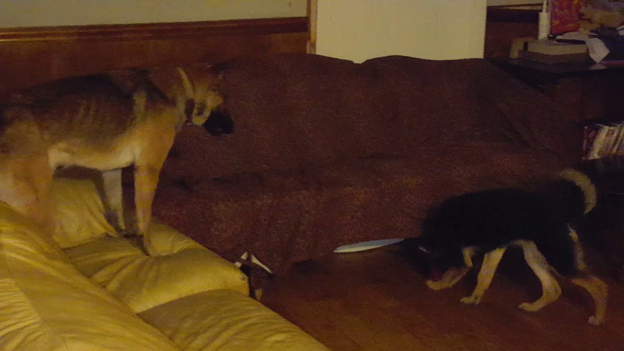 Dusk and Lemmy. Dogs of youth - YouTube