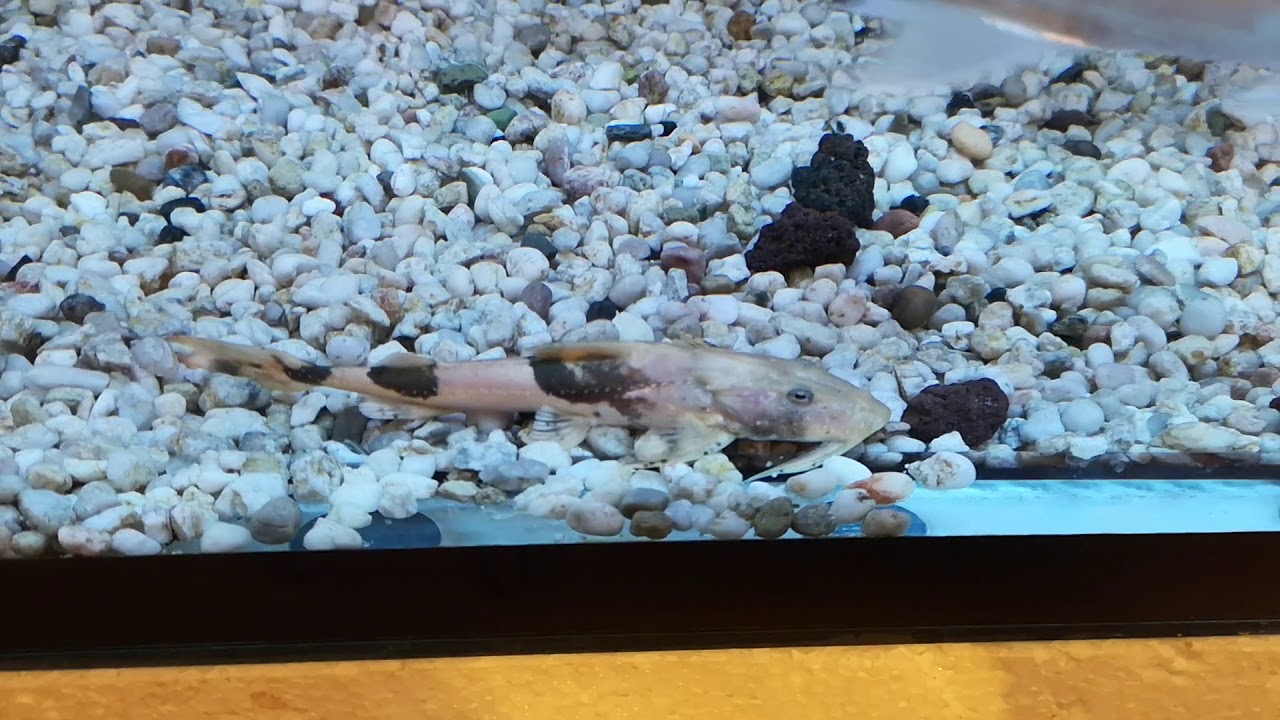 Baby Goonch Bagarius yarrelli - YouTube