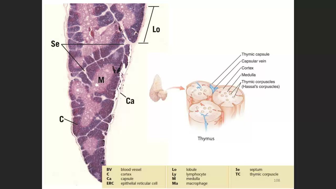 03 immun sistem Timus - YouTube