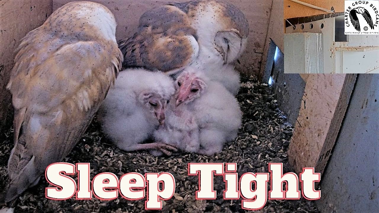 The Adorable Sight of Barn Owl Family Cuddling During Sleep. - YouTube