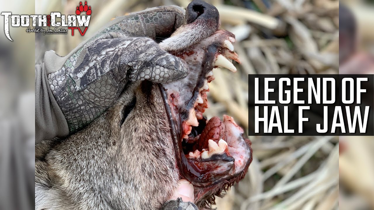 Legend Of Half Jaw - Coyote Hunting - YouTube