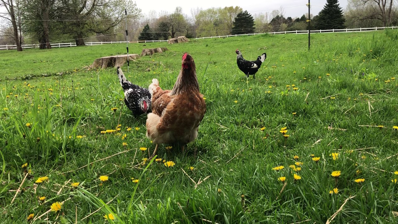 Three Chickens - YouTube