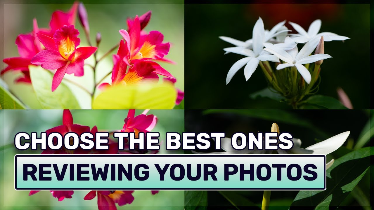 How to Review and Improve Your Photos Effectively - Photography Tips ...