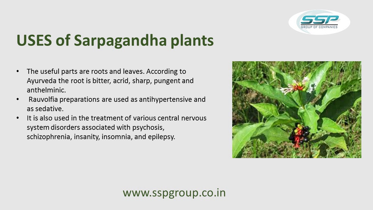 Sarpgandha plants Farming Cultivation - YouTube