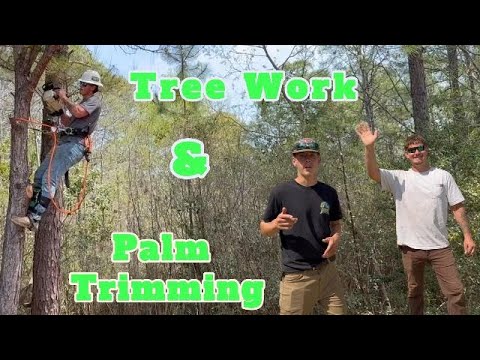 Saturday Palm Trimming and Tree Work - YouTube