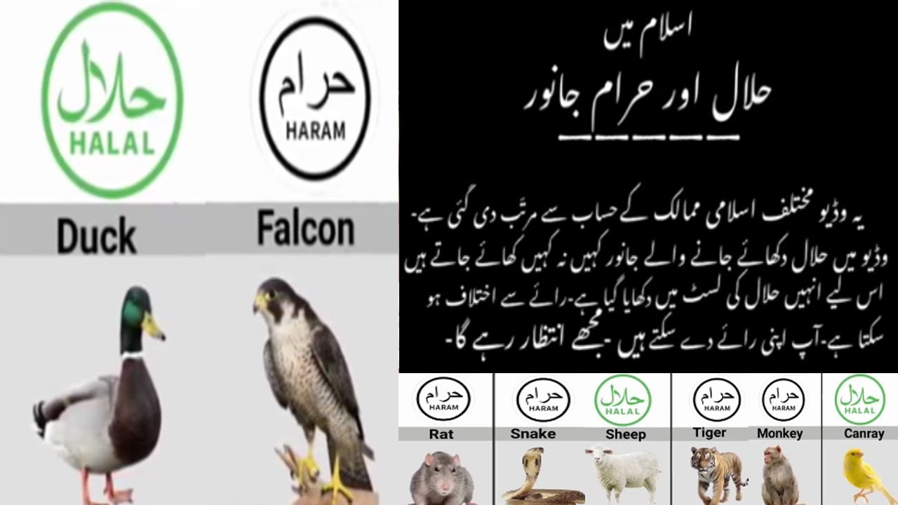 Islam Mai Hala Aur Haram Janwar Ke List - YouTube