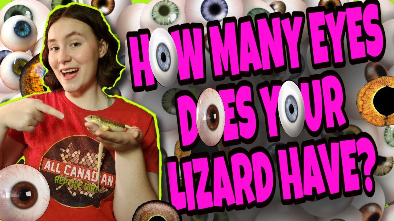 Your Lizard Probably Has More Eyes Than YOU!! Parietal Eyes! - YouTube