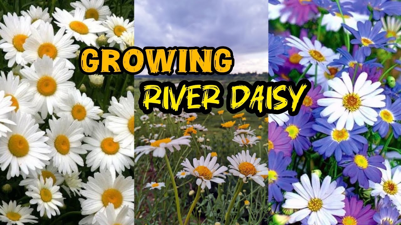 Growing River Daisy | Growing flowers time lapse | Flowers Gardening ...