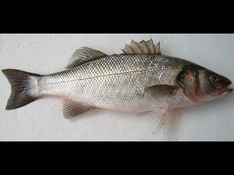 SEA BASS SOUP/STEW - ΛΑΒΡΑΚΙ ΨΑΡΟΣΟΥΠΑ - YouTube