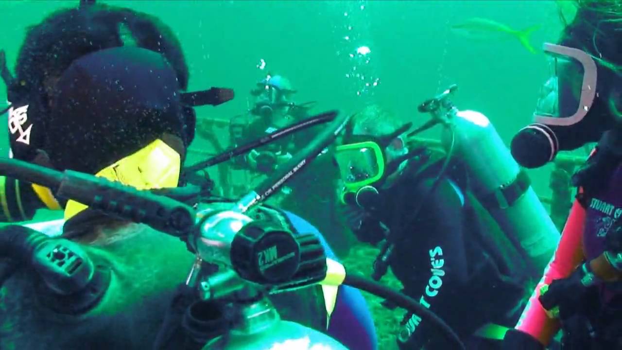 Wreck Shark dive in the Bahamas - YouTube