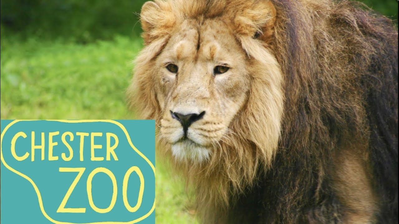 My Chester zoo day trip with my school - YouTube