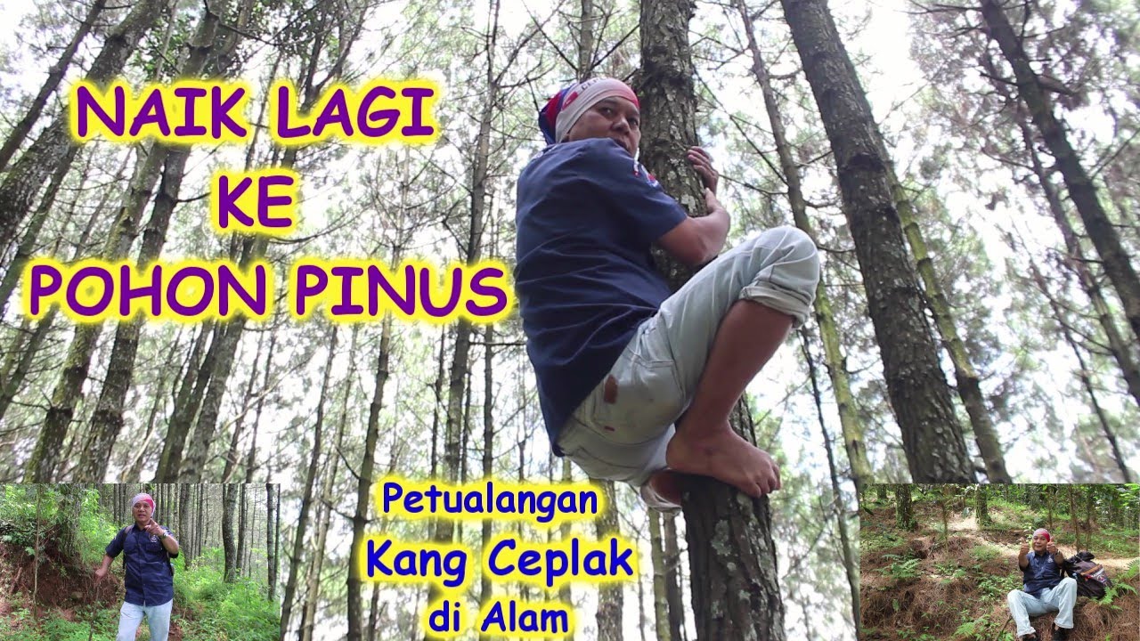MANJAT POHON PINUS, POHON PINUS, GUNUNG PINUS, PECINTA ALAM, GETAH ...