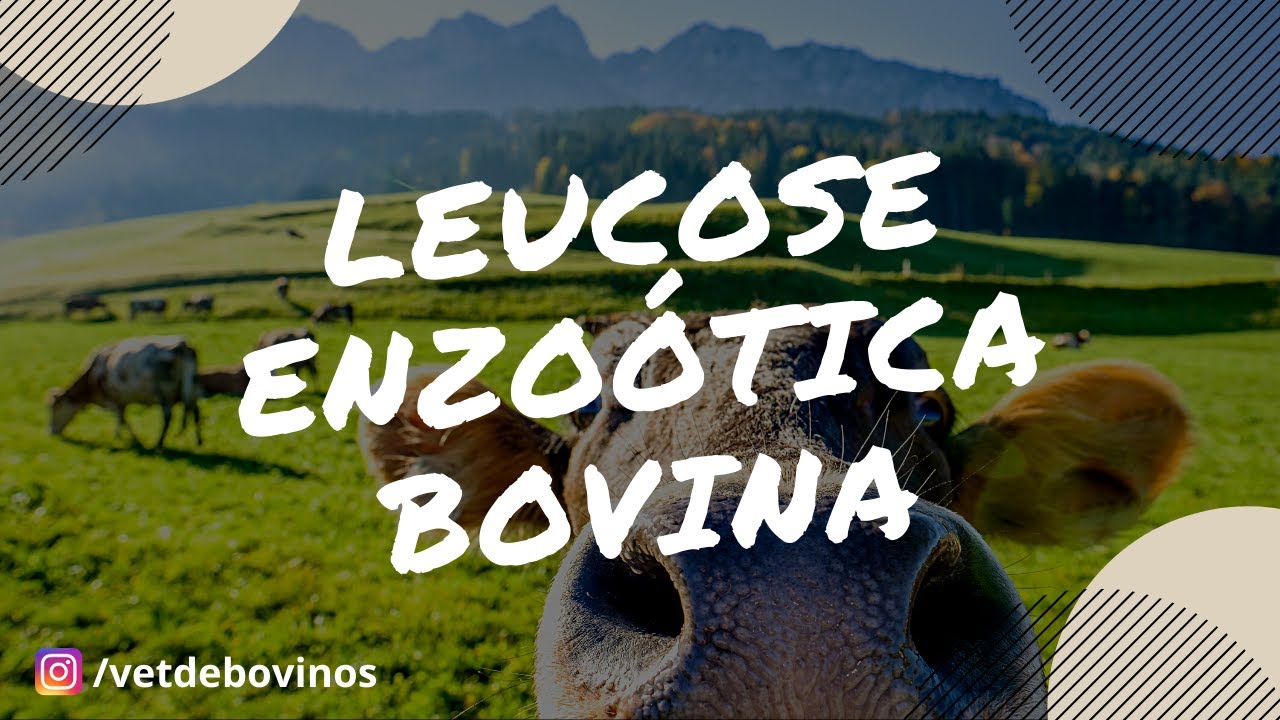 Leucose Enzoótica Bovina #009 - YouTube