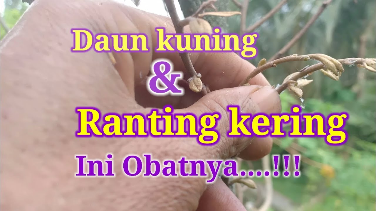 Cara Saya Mengobati Kuning daun Ranting kering pada pohon Durian - YouTube