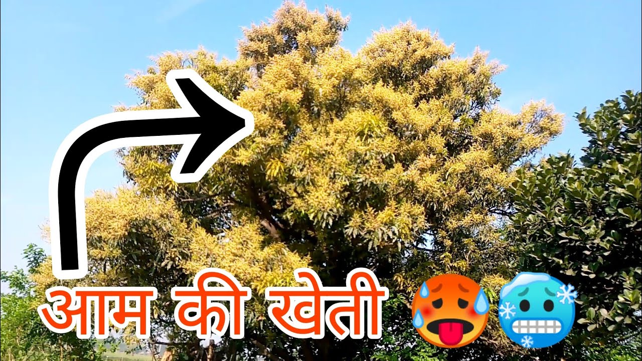 यहाँ होती है आम 🥭 की खेती 🤫🥵 |हमारे बगिया में 🏕| #myfirstvlog #newvlog ...