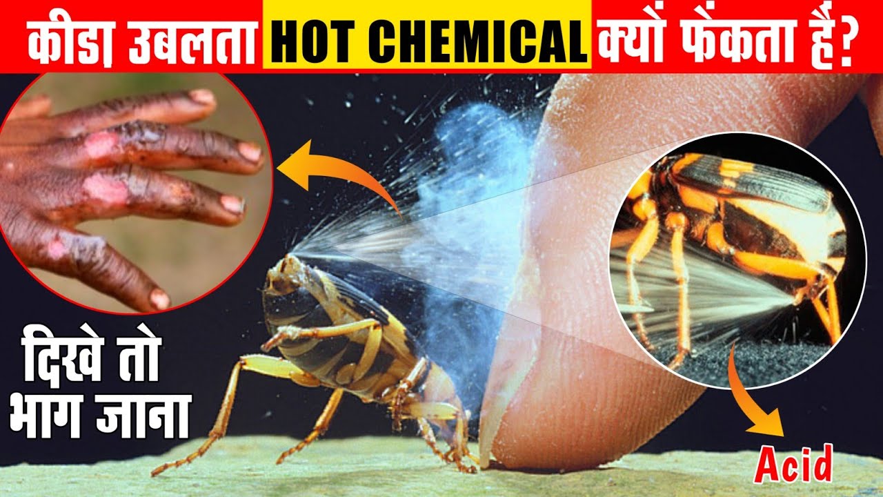 Killer Beetle that spray acid from its back! | bombardier Beetle hindi ...