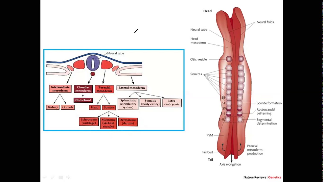 Development of The Muscles - YouTube