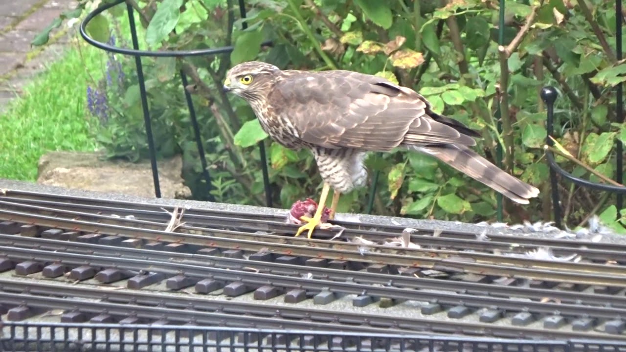 Sparrow Hawk kill - YouTube