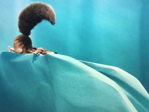 Ice age 2 scrat fish fight