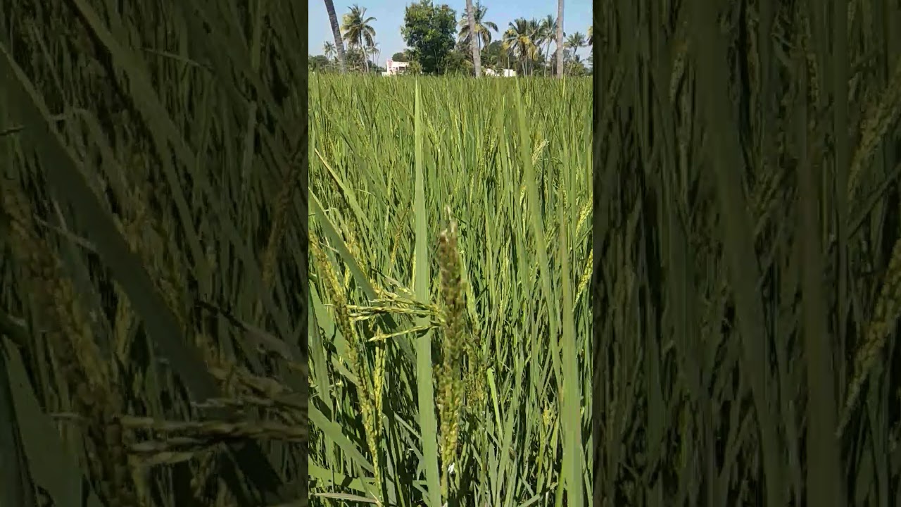 KATTU YANAM TRADITIONAL RICE CULTIVATION IN OUR LAND - YouTube