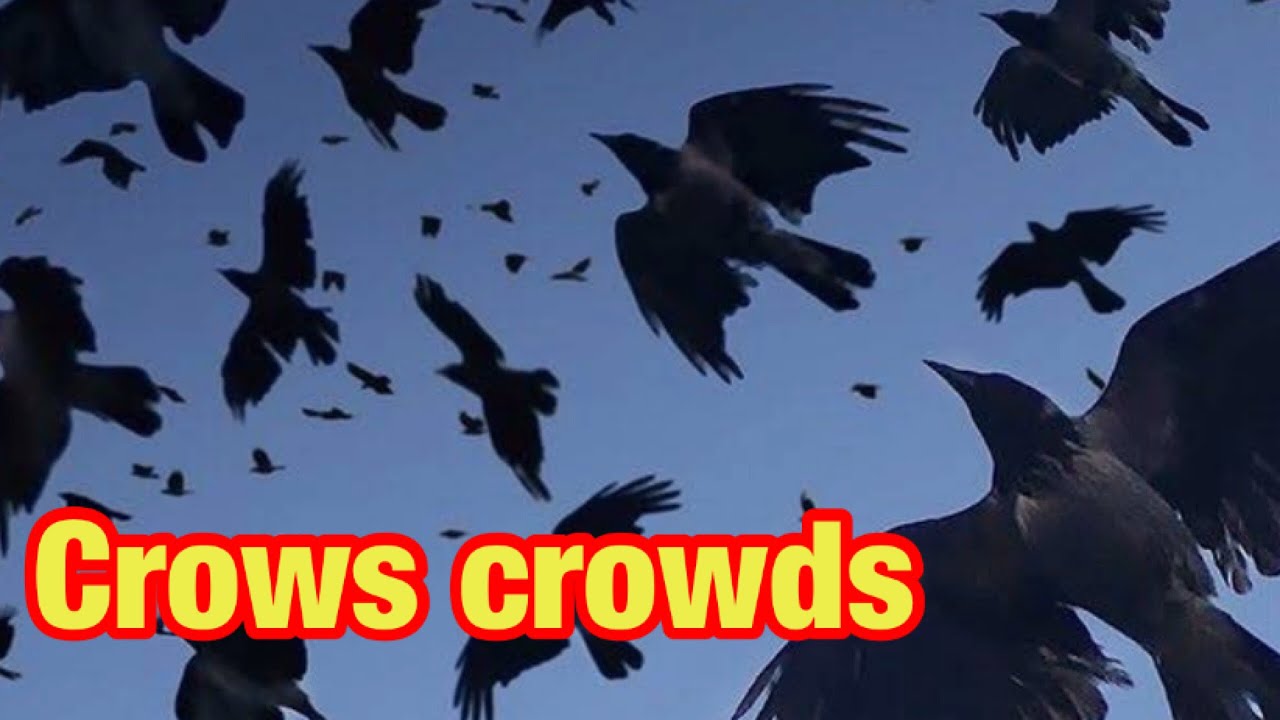Crows crowd || The ravens come in swarms and block the roads - YouTube