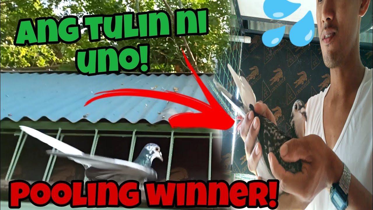 PUMALO SI UNO POOLING WINNER GRABE ANG TAAS NG SPEED! | PIGEON RACING ...