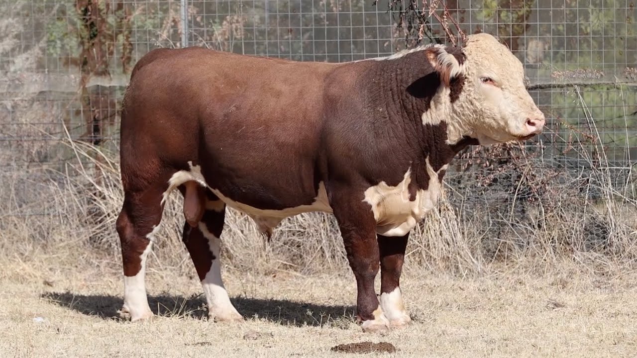 Lot 9 DCPT041 Schipps Red Angus & Doodle Cooma Poll Hereford Bull Sale ...