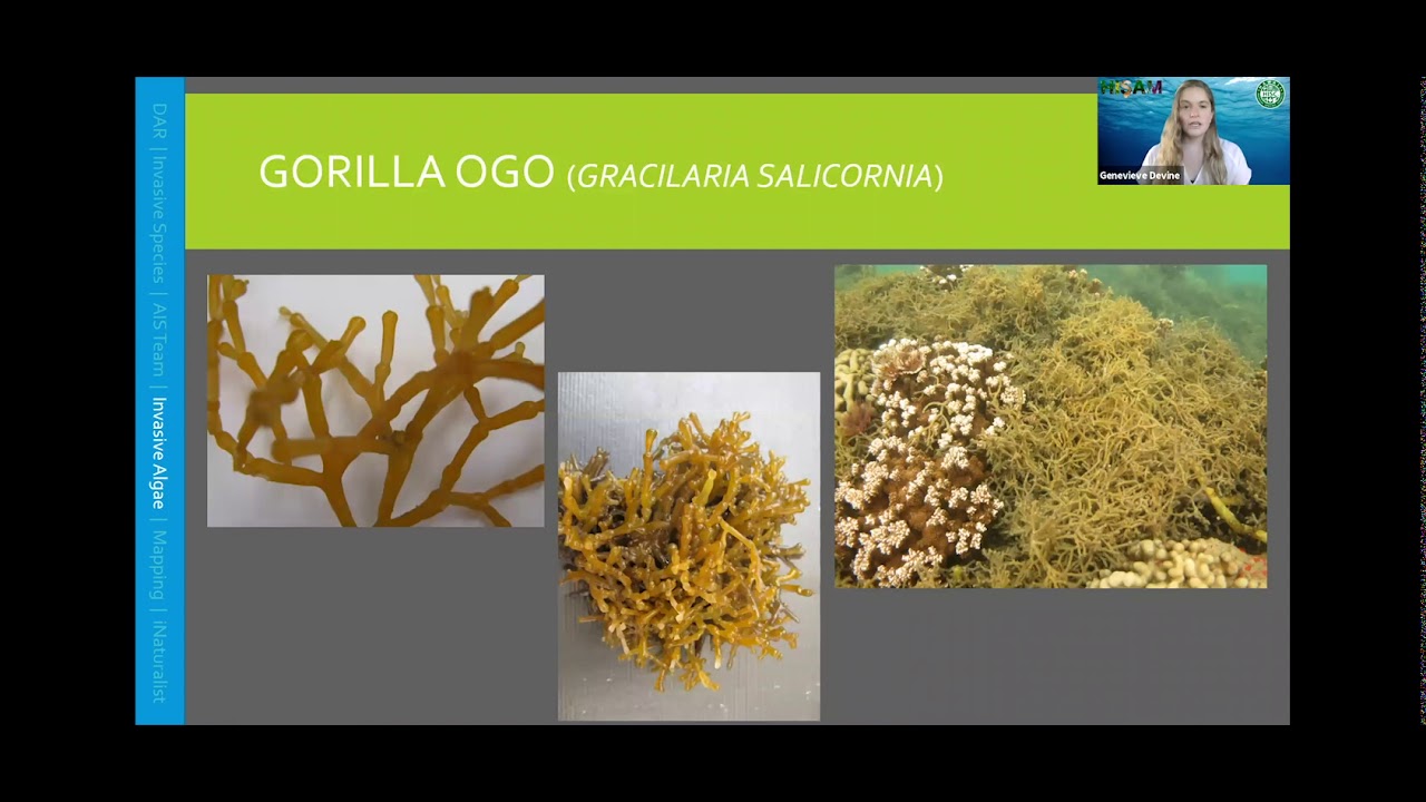 Invasive Algae of Hawaii and iNaturalist presented by Gen Devine - YouTube