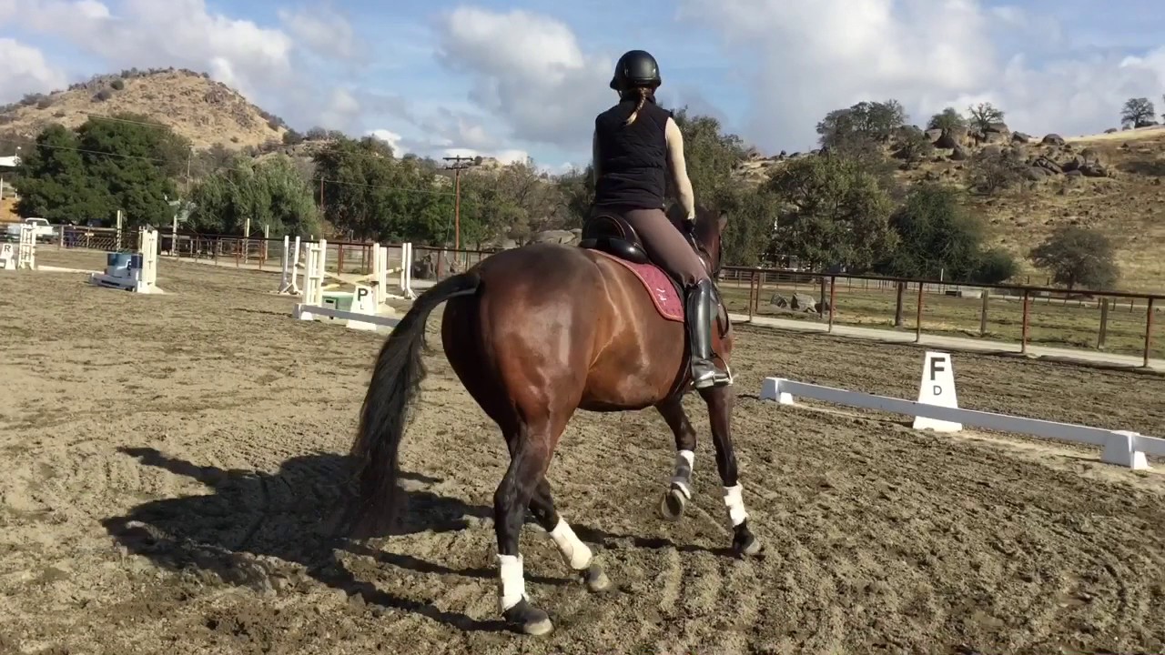 PRE Mare, 3rd Level Dressage--Sold - YouTube