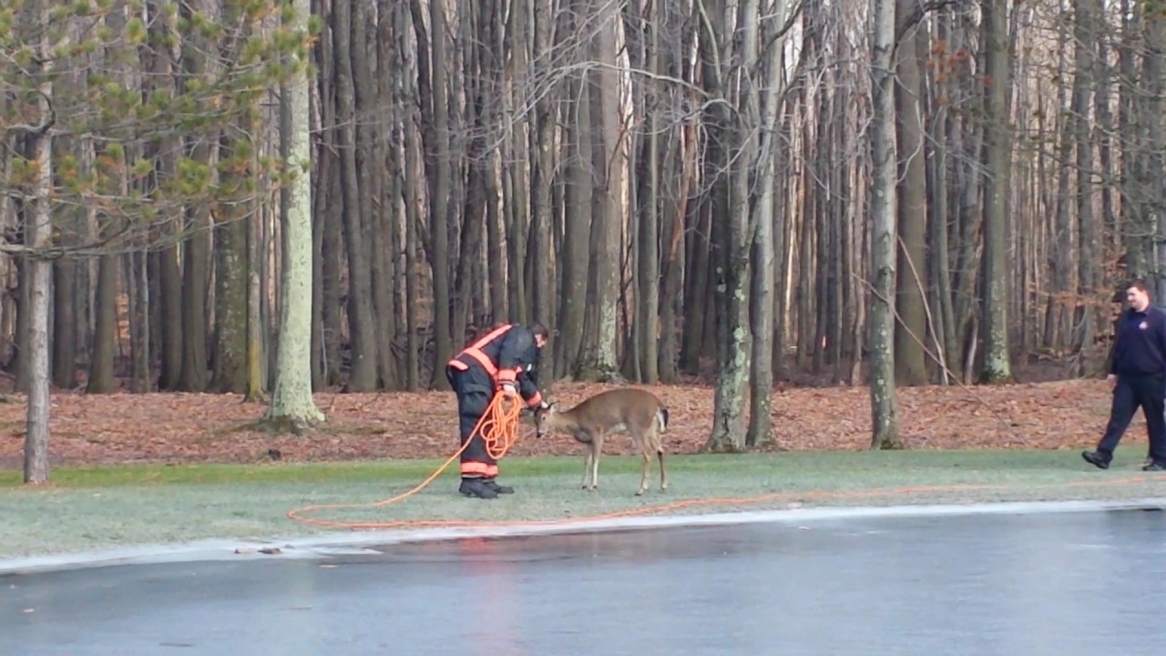 Fireman takes selfie after deer rescue - YouTube