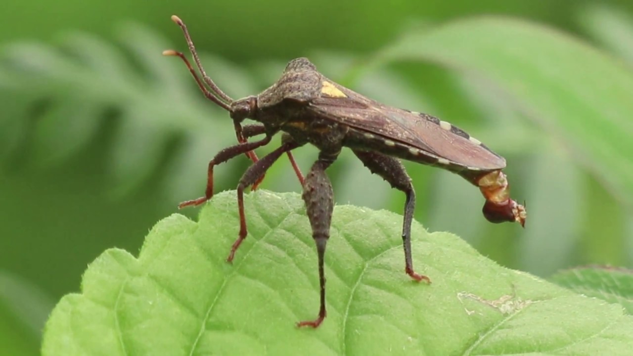 Coreidae family bug with a yellow heart on his back. - YouTube