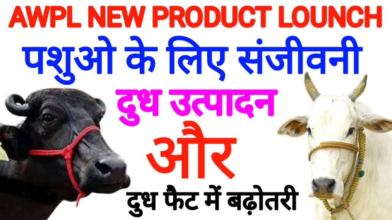 AWPL NEW PRODUCT LOUNCH । पशुओ के प्रोडक्ट । दुध में फैट बढ़ायें ...