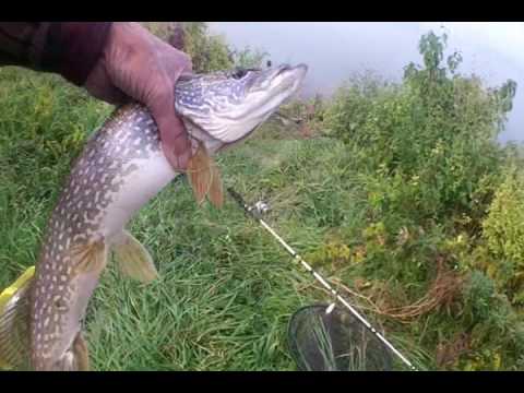 Bank Fishing Perch & Pike - YouTube