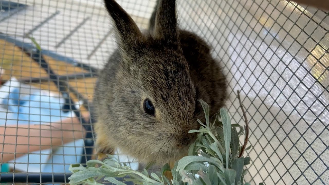 Pygmy Rabbits, Giant Trouble - YouTube