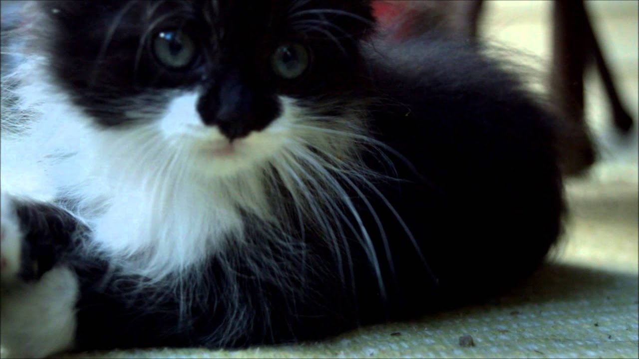 Harvey The Kitten (By wild Rover Videos) - YouTube