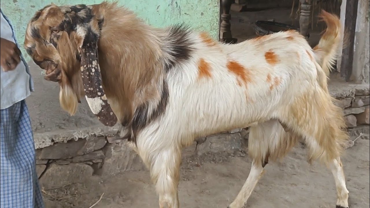 best quality Goat breeding setup totapari andul bakra for sale - YouTube