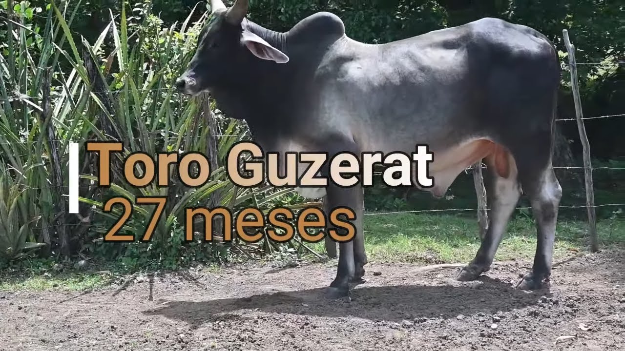 Toro Guzerat de 27 meses disponible-El Salvador en el Campo - YouTube