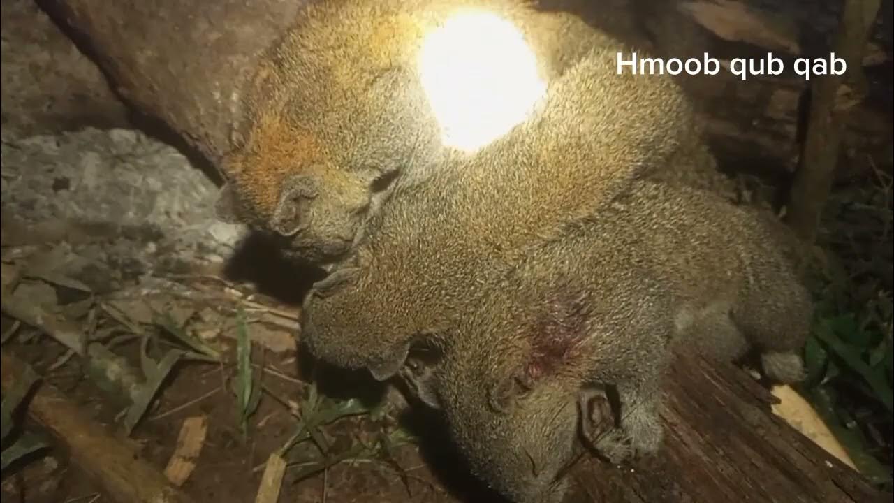 Yos hav zoov cuab yij & tua nas ua si.Tshuasteeb xyooj - YouTube