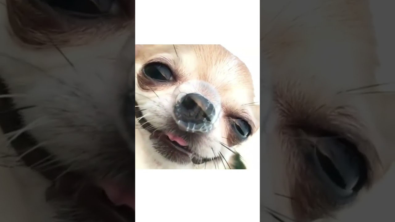 Meme perrito con moco - YouTube